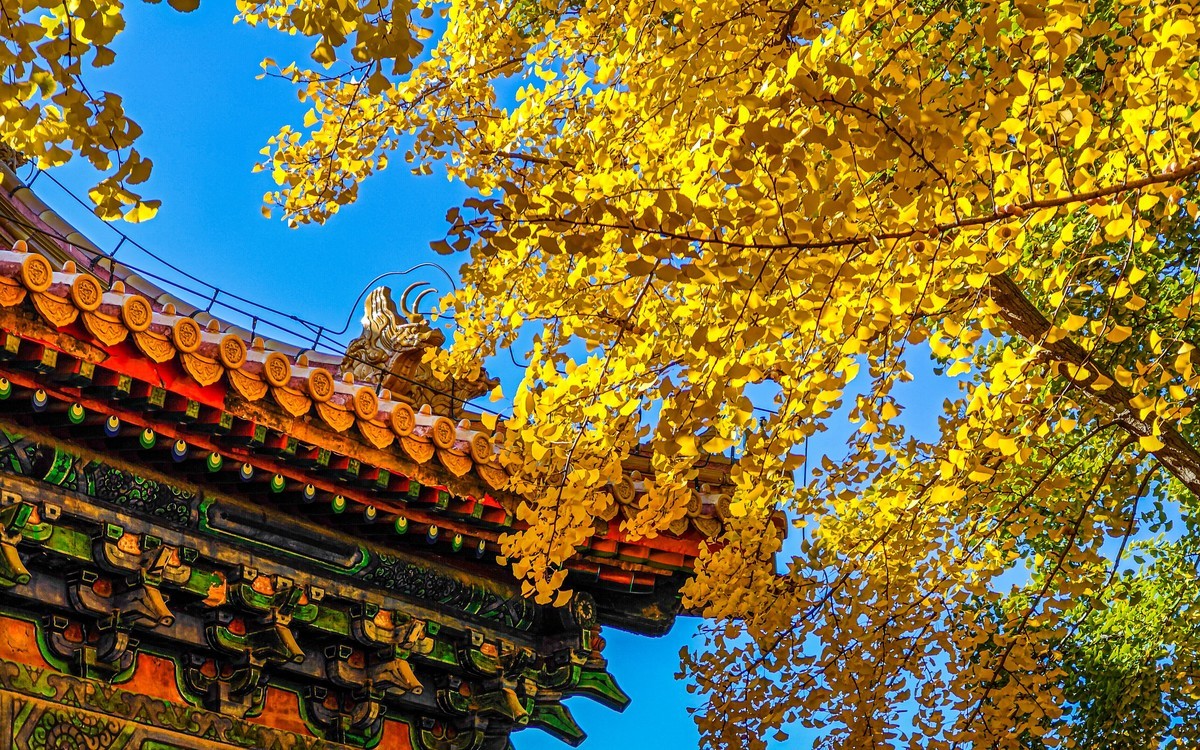 手机游拍20241105 《3》-中关村在线摄影论坛