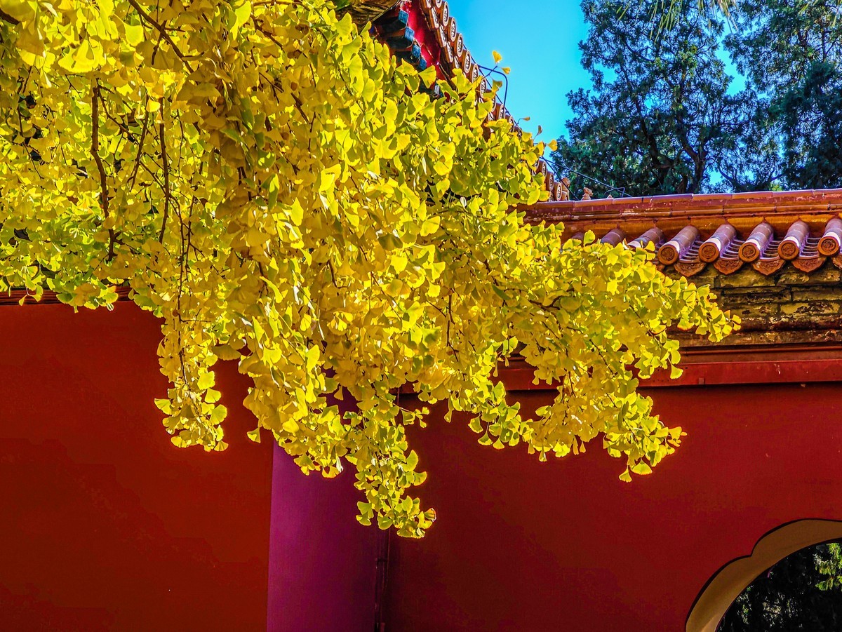 手机游拍20241105 《3》-中关村在线摄影论坛