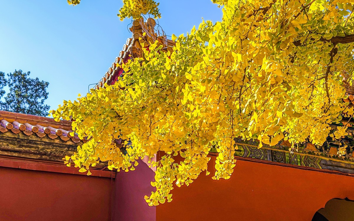 手机游拍20241105 《3》-中关村在线摄影论坛