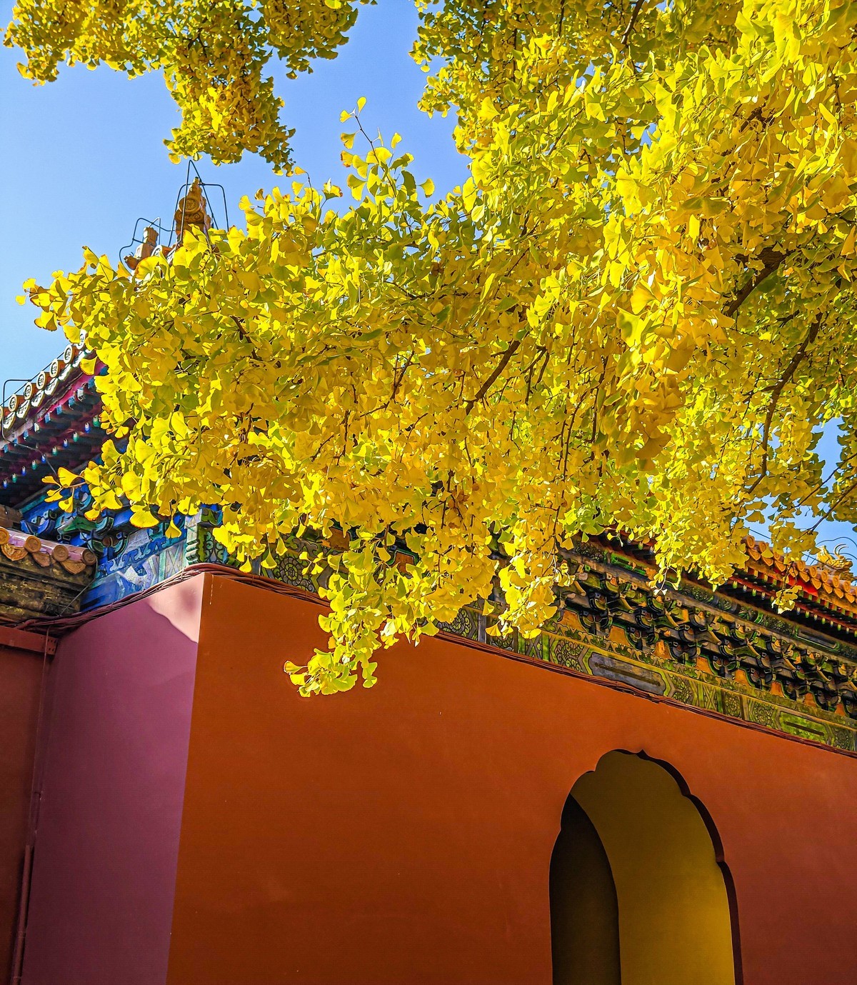 手机游拍20241105 《3》-中关村在线摄影论坛