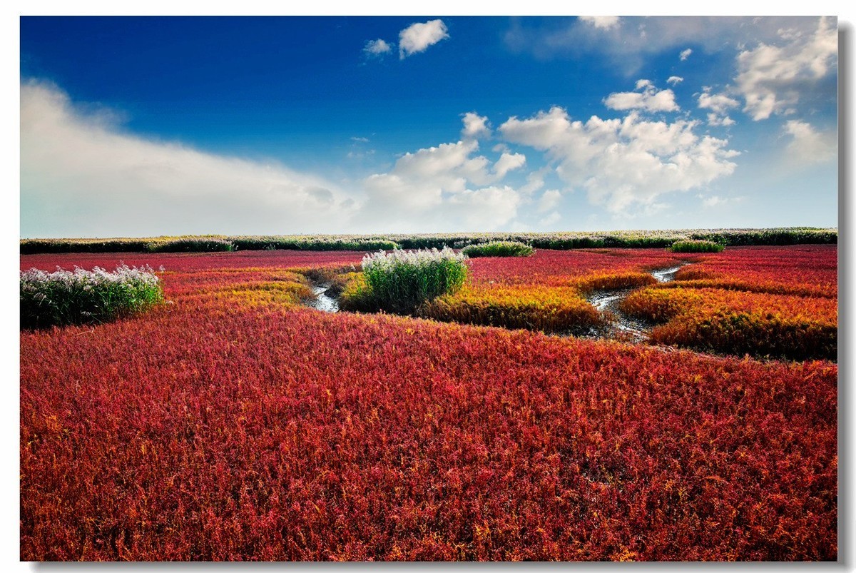 尼康Z8一一试机盘锦红海滩-中关村在线摄影论坛