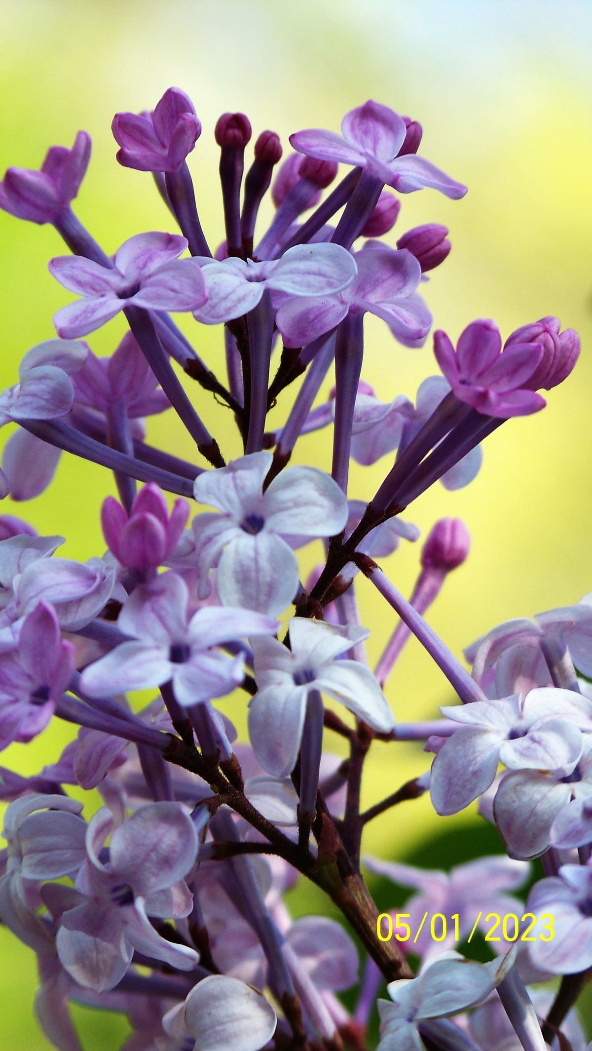 再拍丁香花-中关村在线摄影论坛