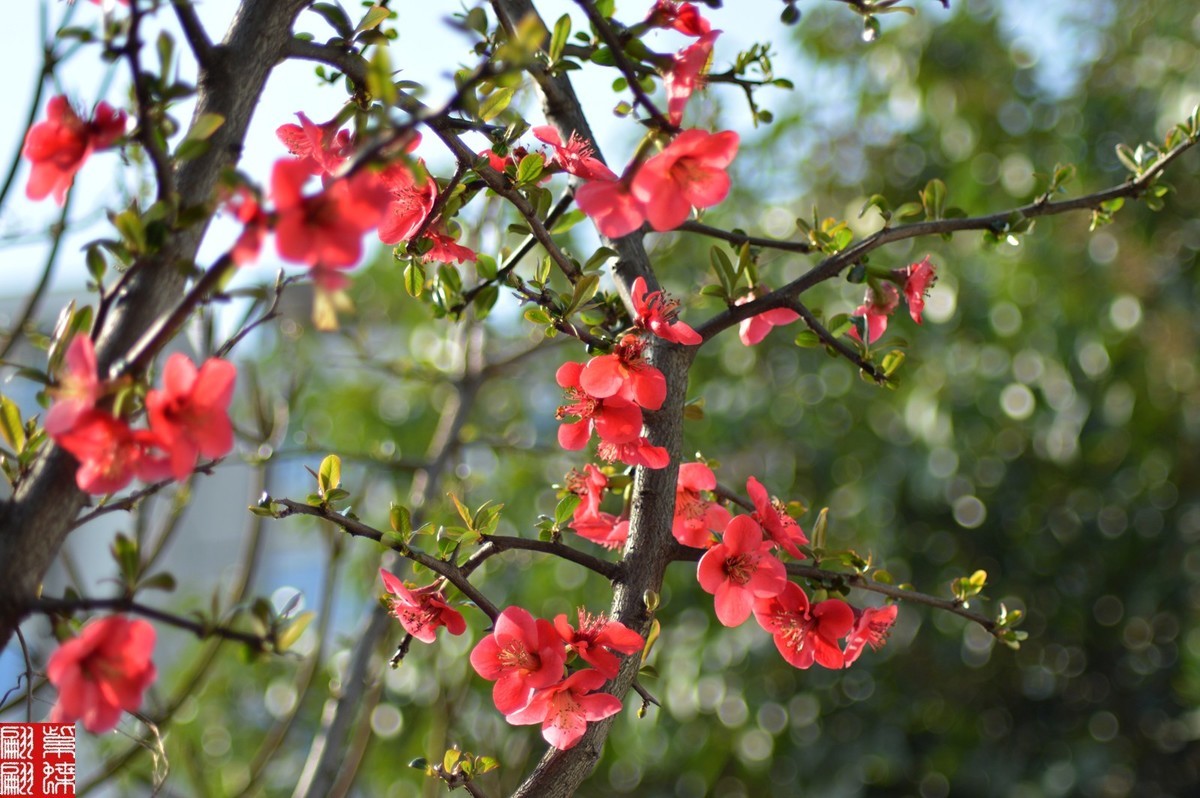 2023春来海棠开（下）-中关村在线摄影论坛