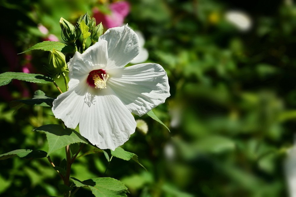 2023-141 芙蓉葵-中关村在线摄影论坛