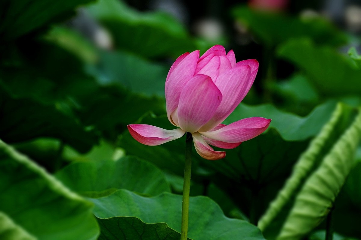 2024211 荷花-中关村在线摄影论坛