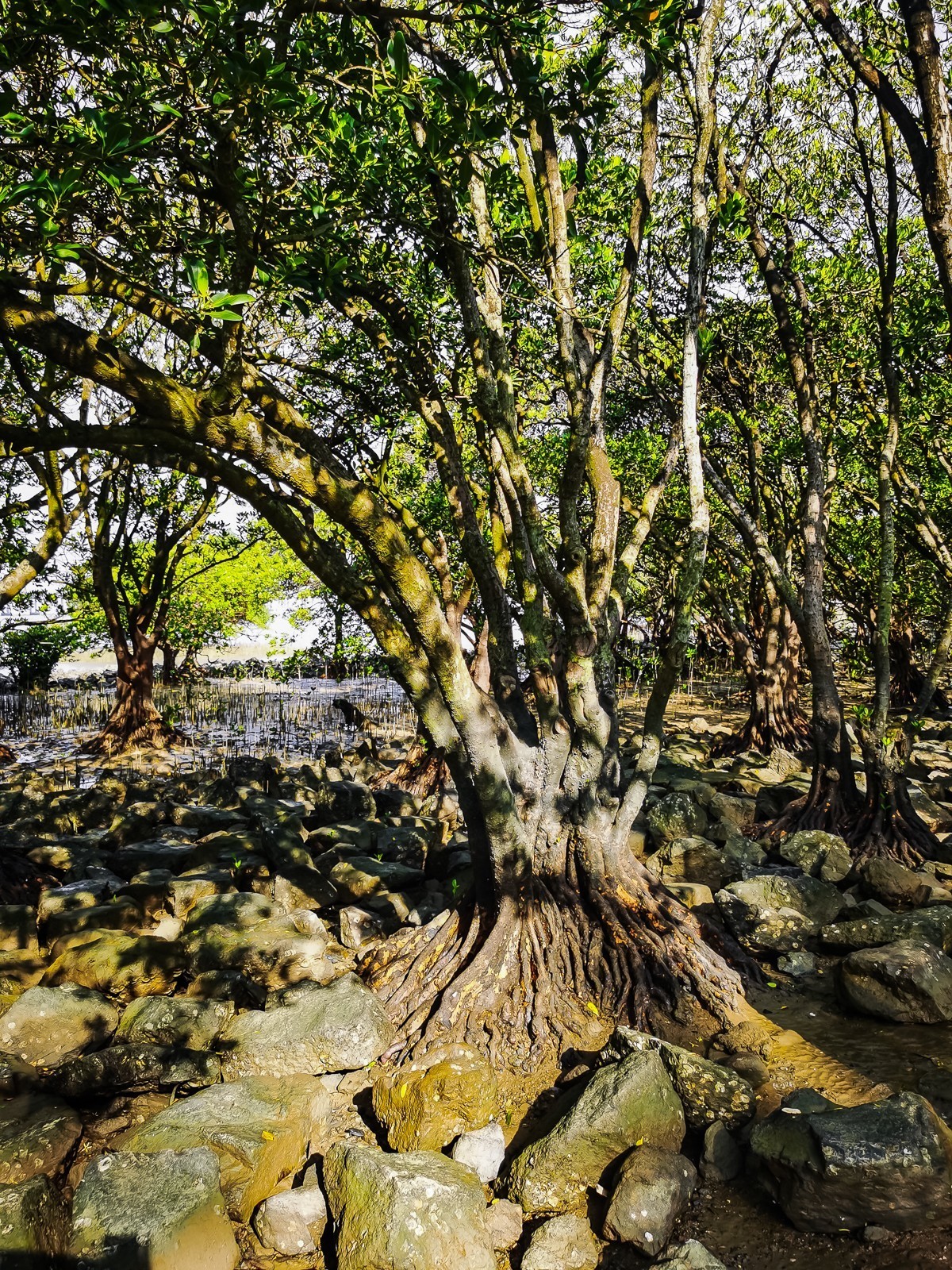 深圳西湾红树林湿地公园掠影-中关村在线摄影论坛