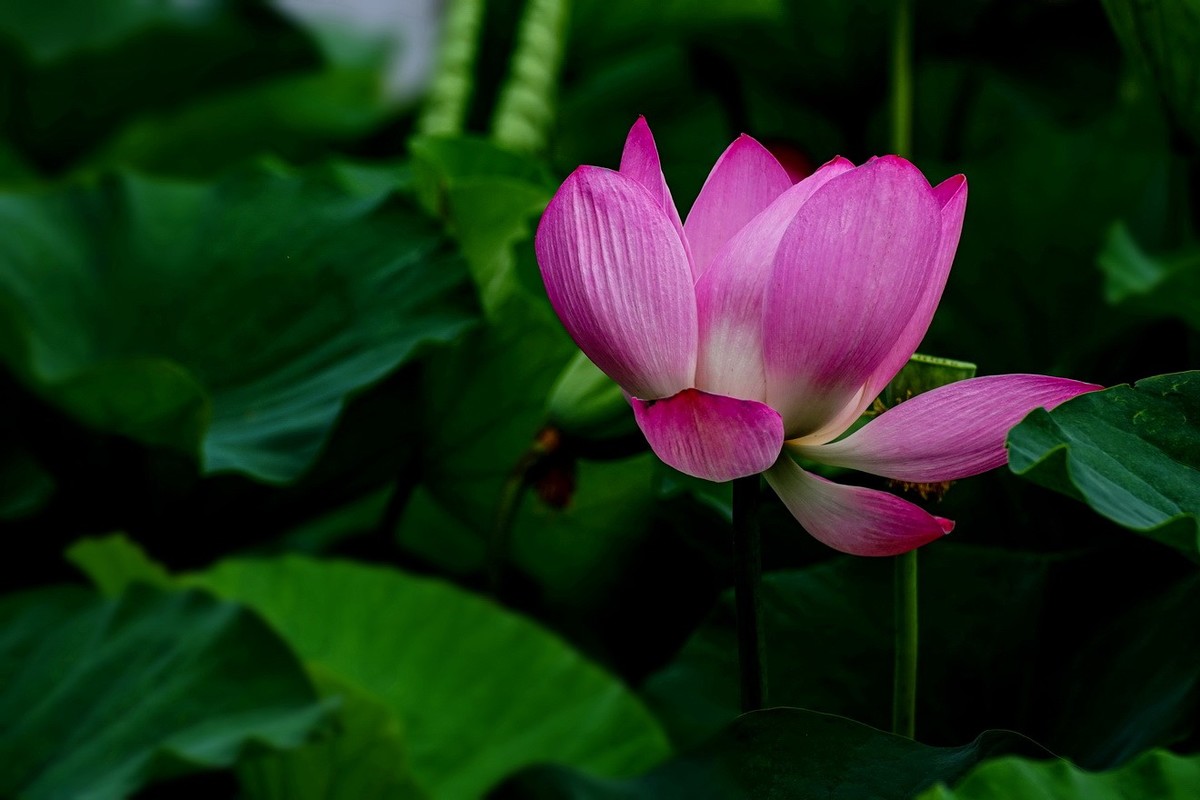 2024211 荷花-中关村在线摄影论坛