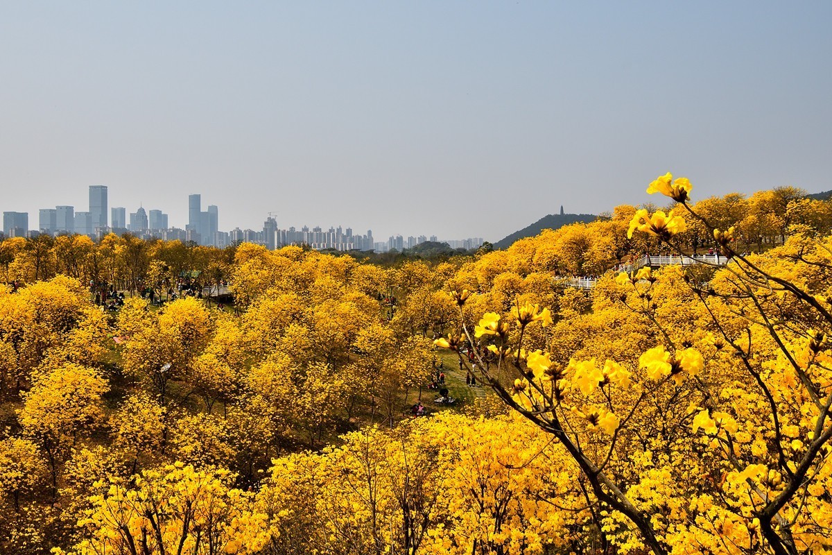#花开春光寻美景#--春日风铃谷-中关村在线摄影论坛