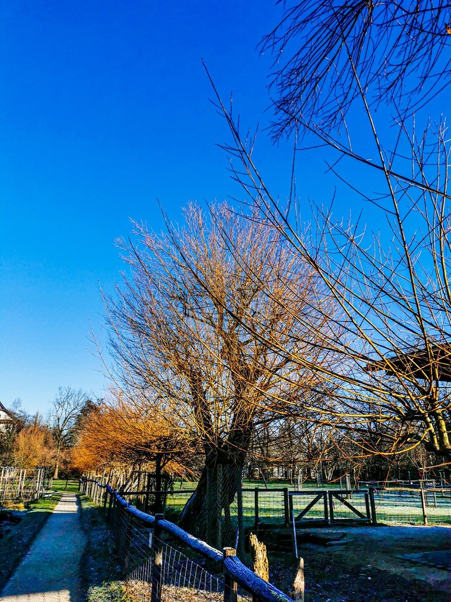 拜年篇--冬之绿野-中关村在线摄影论坛