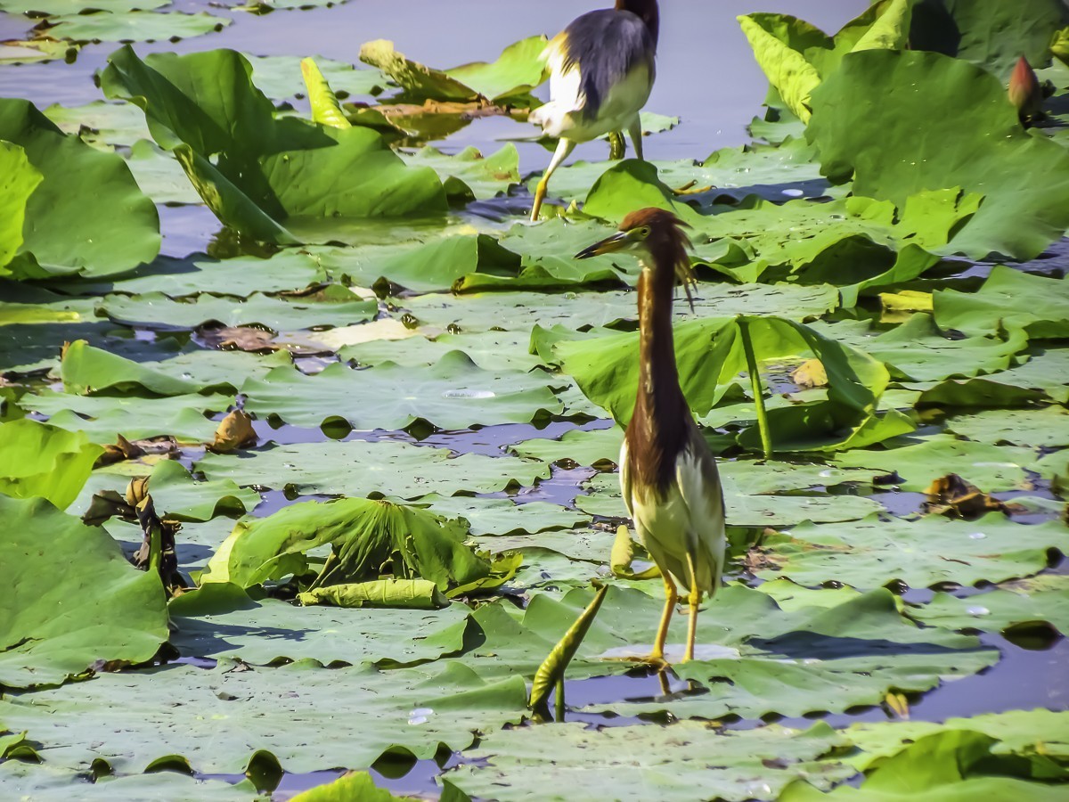 鹭鸟-中关村在线摄影论坛