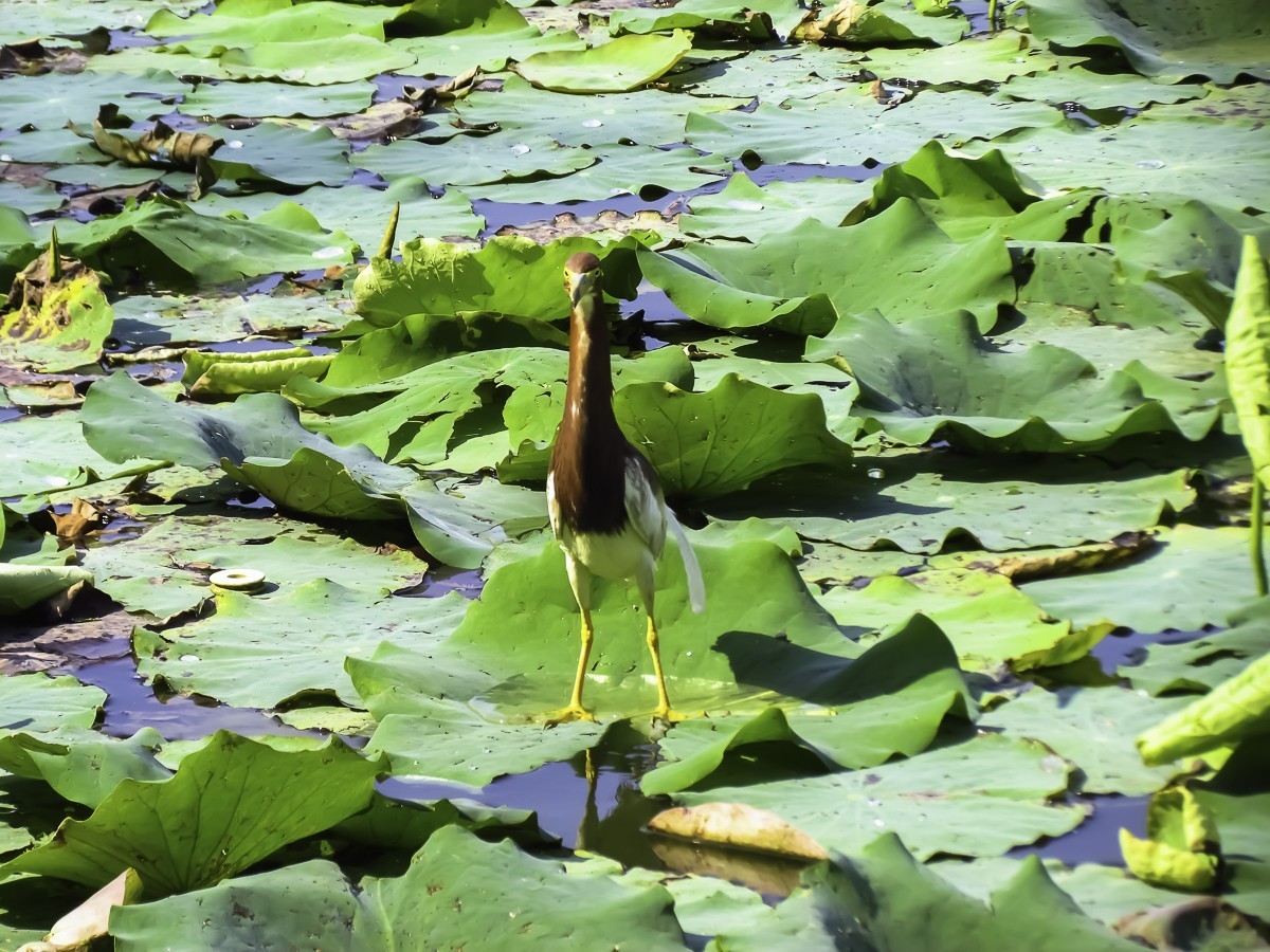鹭鸟-中关村在线摄影论坛