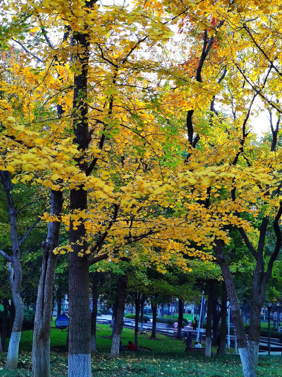 首义广场园林秋色—6-中关村在线摄影论坛