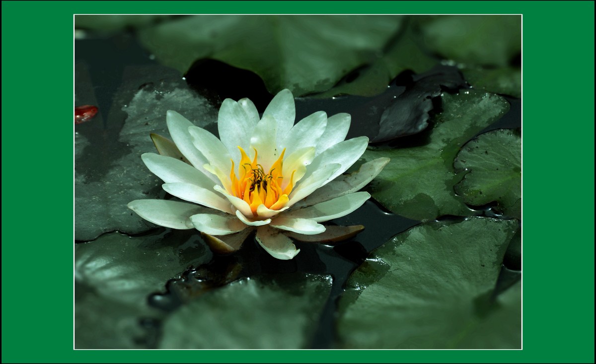 睡莲（2024111）-中关村在线摄影论坛