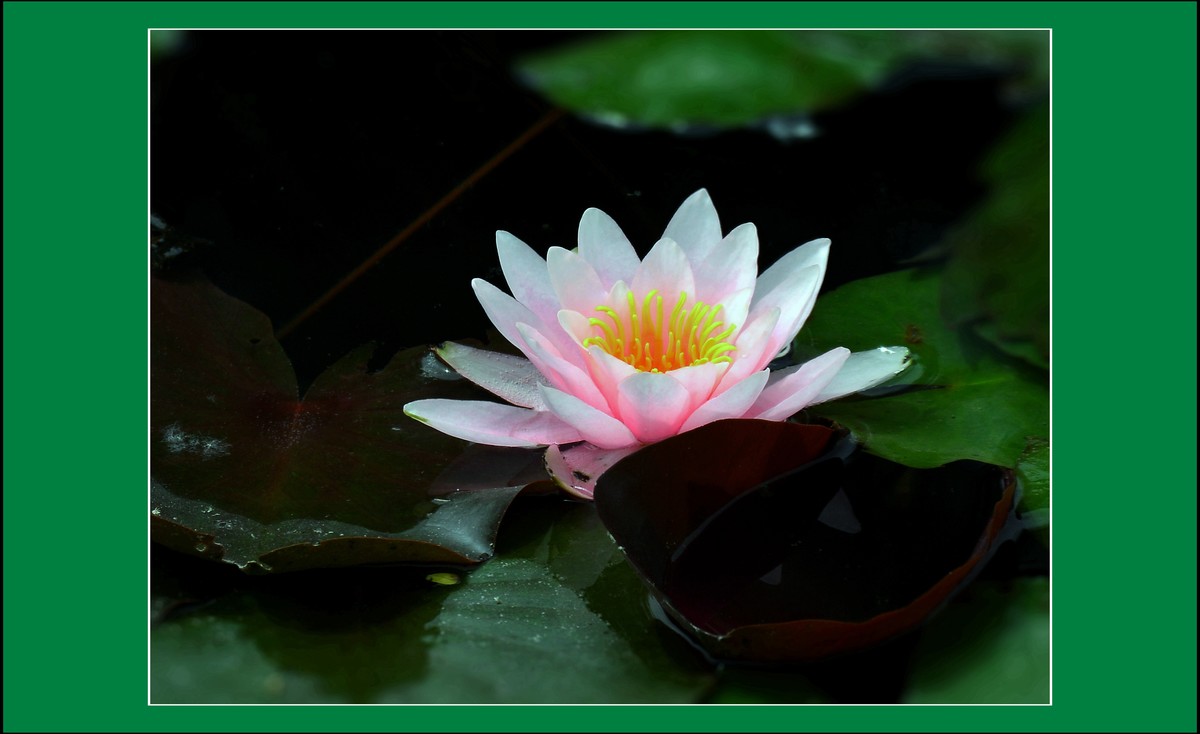 睡莲（2024111）-中关村在线摄影论坛