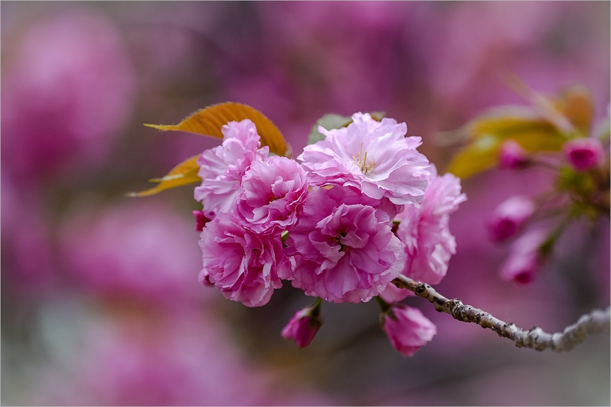 2024年第0325贴-玉渊潭大樱花纪实拍（0430）-中关村在线摄影论坛