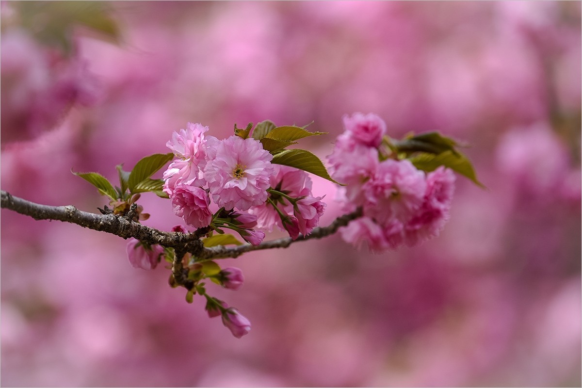 2024年第0325贴-玉渊潭大樱花纪实拍（0430）-中关村在线摄影论坛