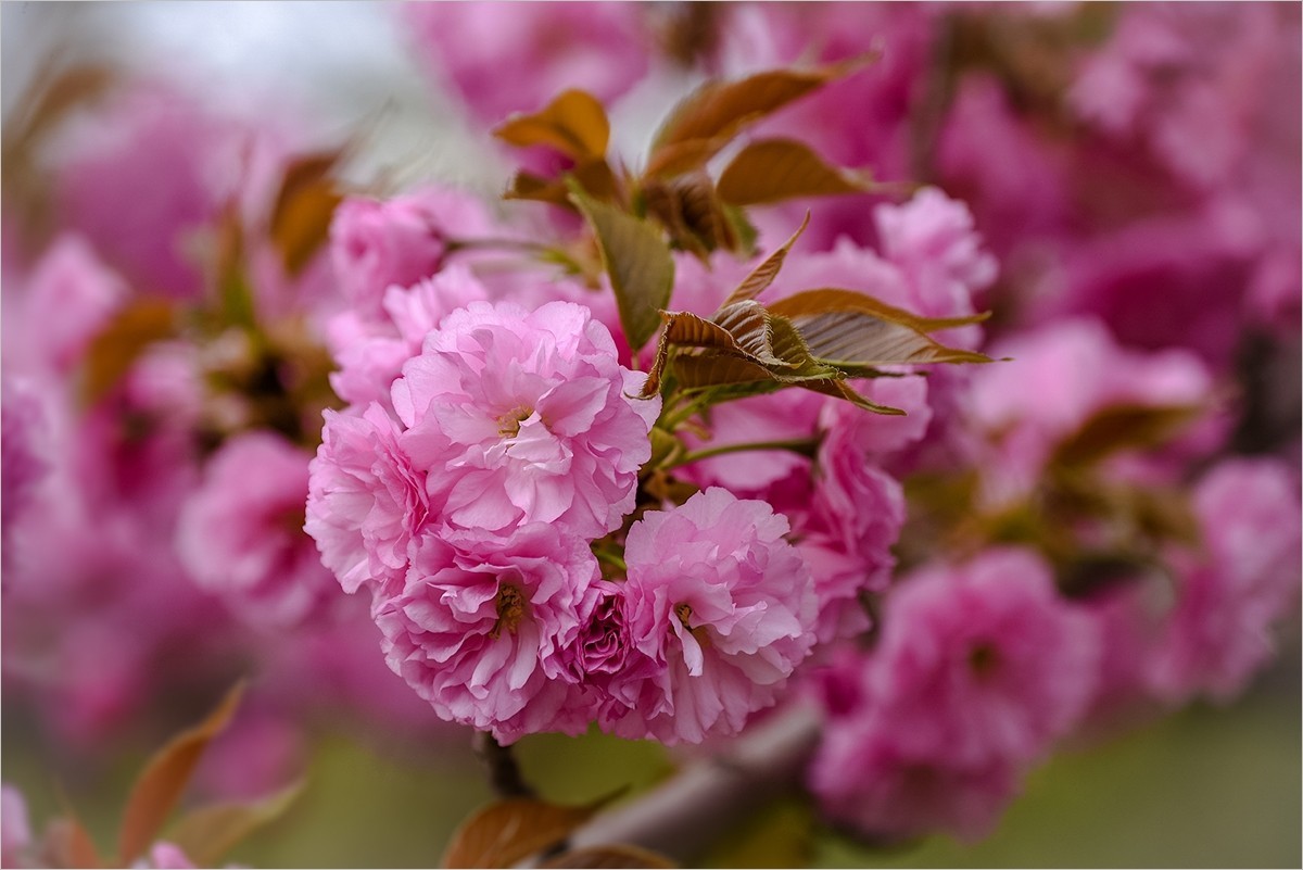 2024年第0325贴-玉渊潭大樱花纪实拍（0430）-中关村在线摄影论坛