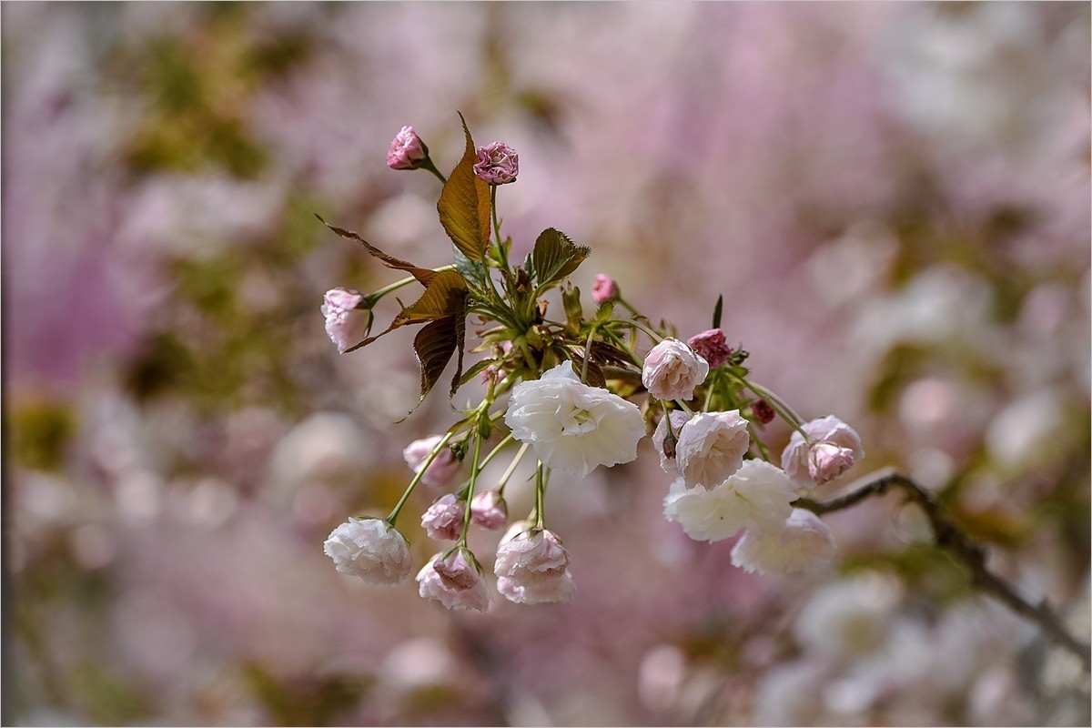 2024年第0325贴-玉渊潭大樱花纪实拍（0430）-中关村在线摄影论坛