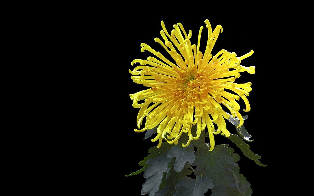 25025 花开贺新春-中关村在线摄影论坛