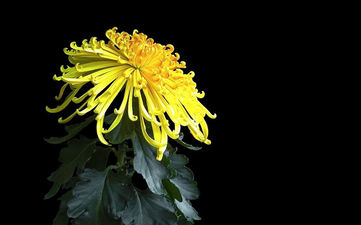 25025 花开贺新春-中关村在线摄影论坛