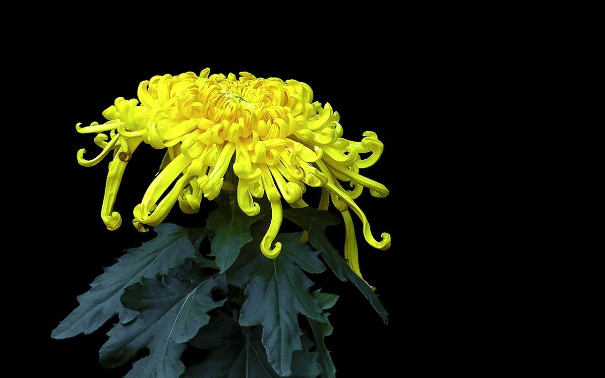 25025 花开贺新春-中关村在线摄影论坛