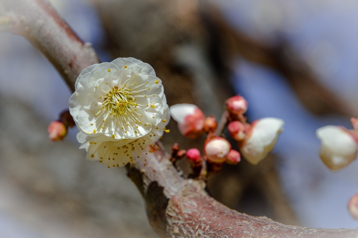 2023年-明城墙桃花拍-261-中关村在线摄影论坛