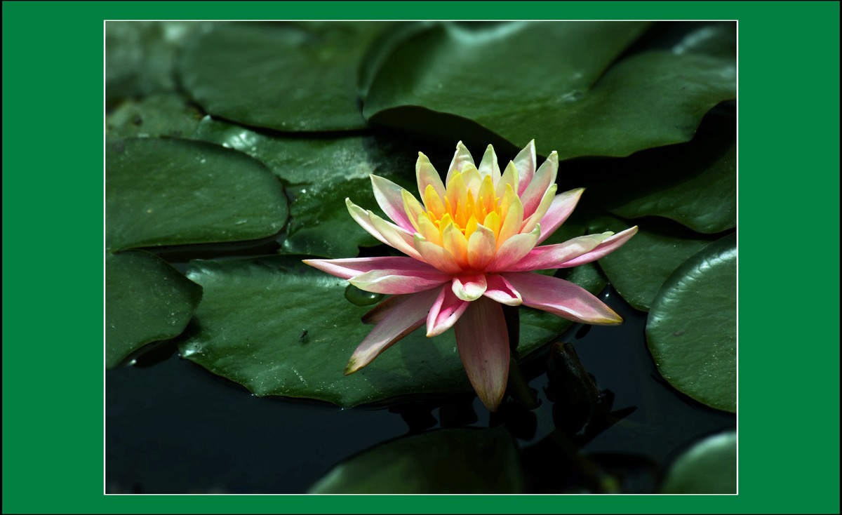 睡莲（2024111）-中关村在线摄影论坛