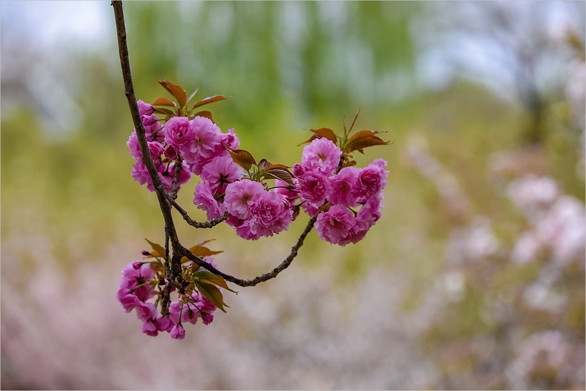 2024年第0325贴-玉渊潭大樱花纪实拍（0430）-中关村在线摄影论坛