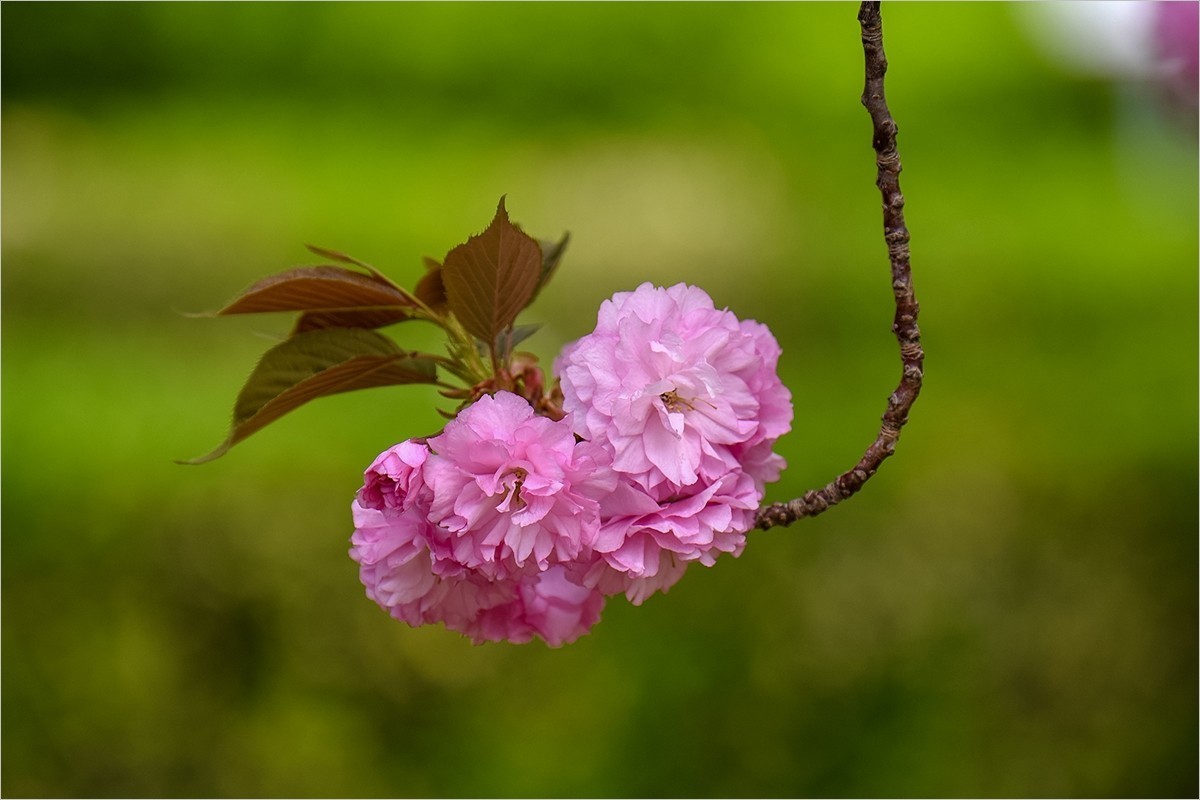 2024年第0325贴-玉渊潭大樱花纪实拍（0430）-中关村在线摄影论坛