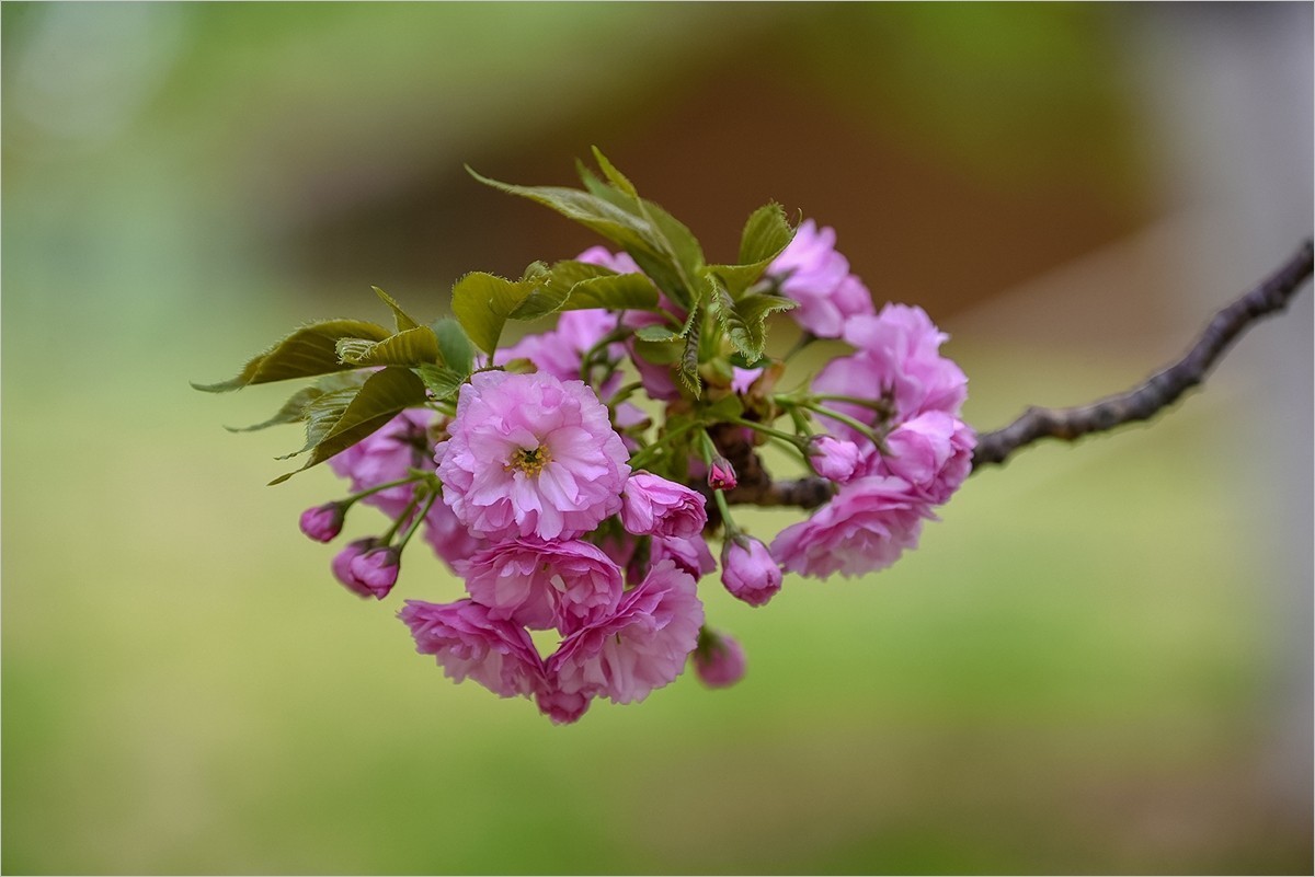 2024年第0325贴-玉渊潭大樱花纪实拍（0430）-中关村在线摄影论坛