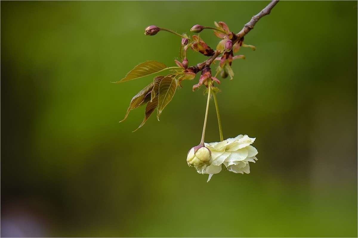 2024年第0325贴-玉渊潭大樱花纪实拍（0430）-中关村在线摄影论坛