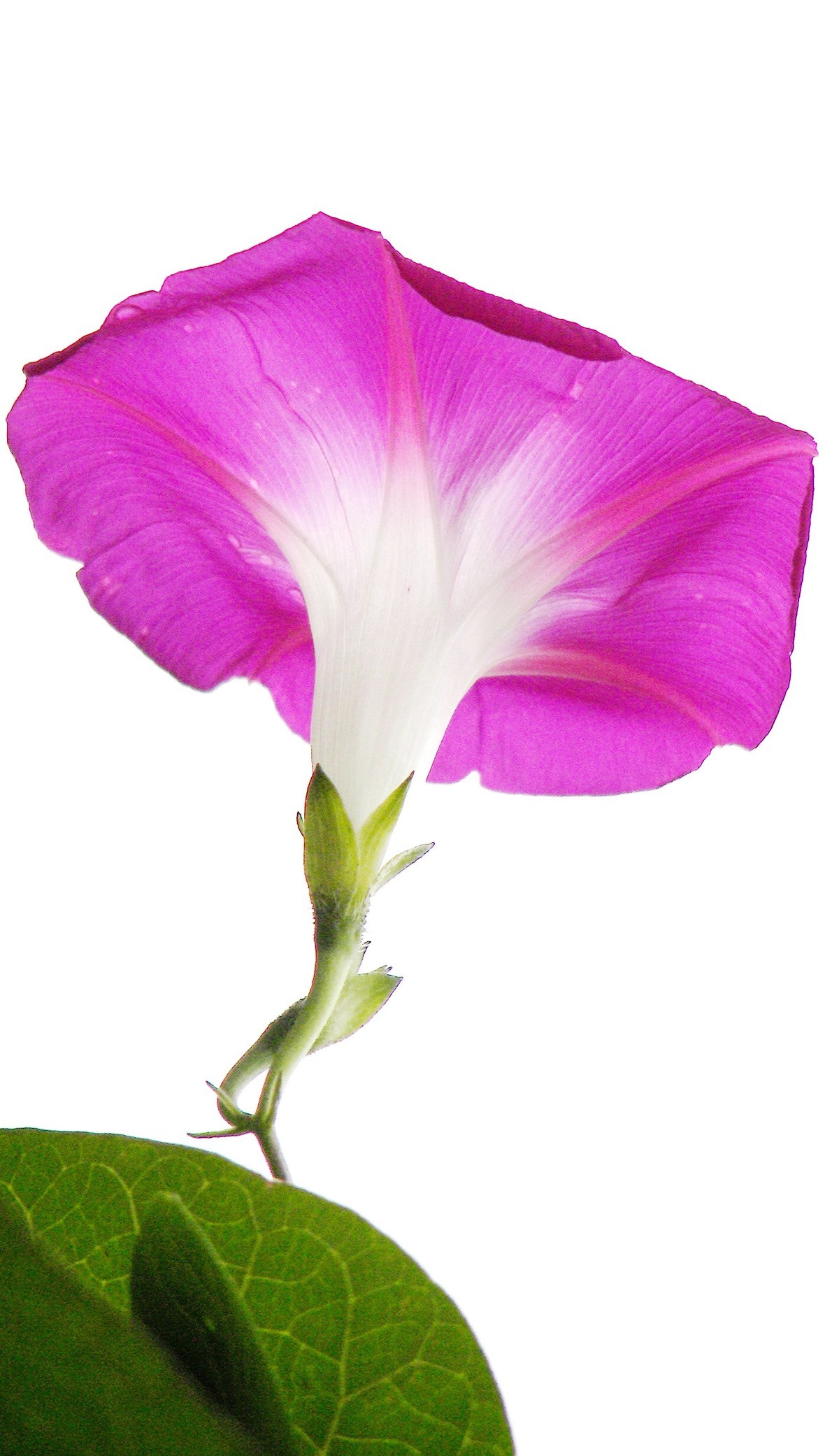 牵牛花-中关村在线摄影论坛