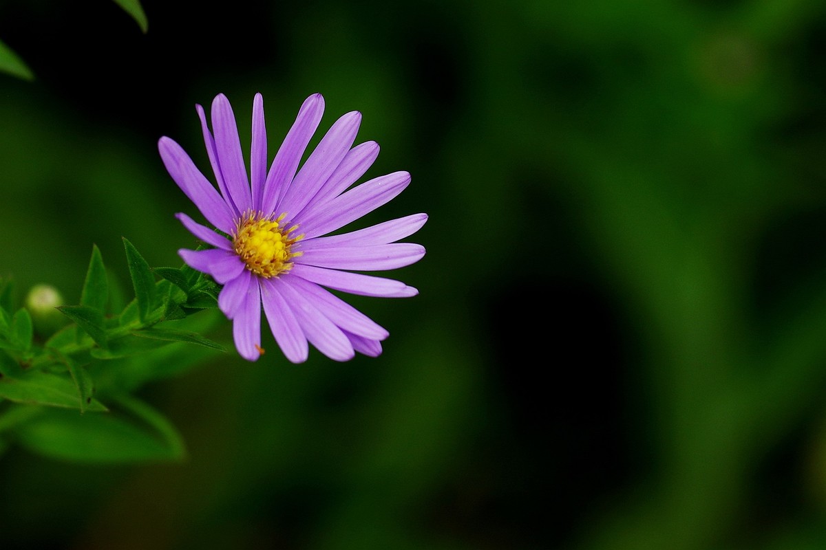 紫苑-中关村在线摄影论坛