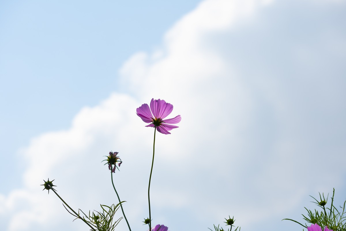 【高清图】拍照狂魔之太湖花海【8P】-中关村在线摄影论坛