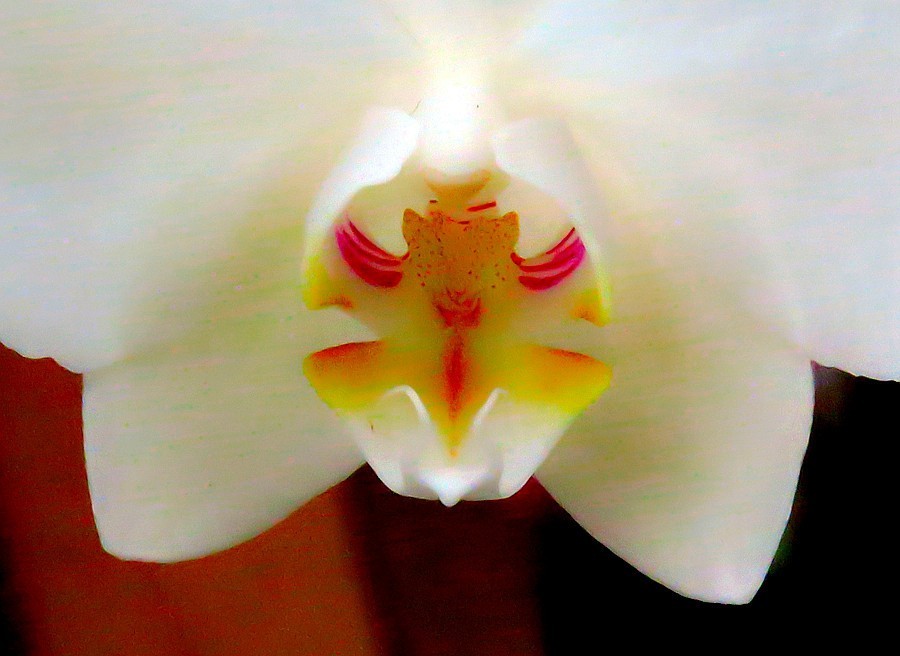 H-12【不老松：纪实摄影】蝴蝶兰之蕊！02-中关村在线摄影论坛