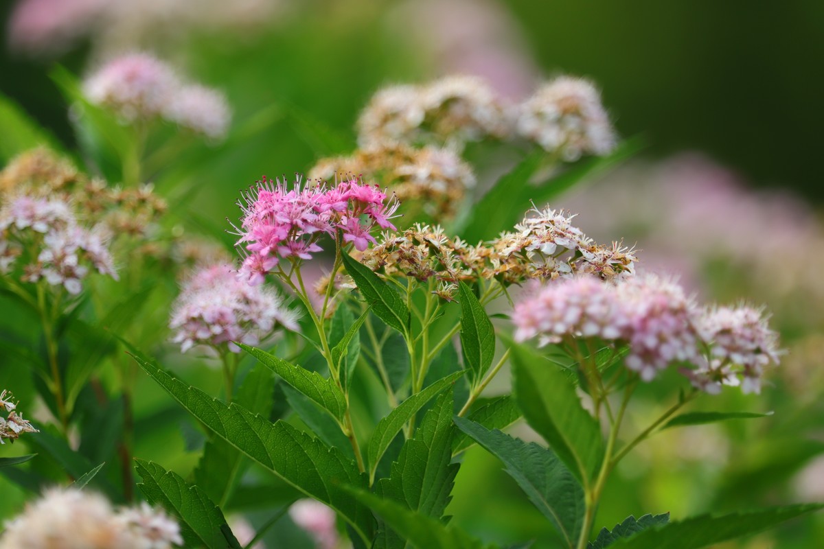 漂亮的绣线菊（一）-中关村在线摄影论坛