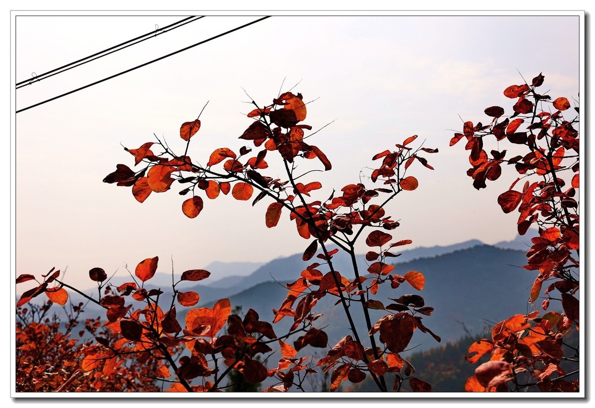 秋游林州柏尖山 11【2022-0973】-中关村在线摄影论坛