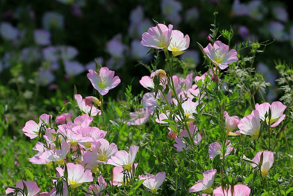 月见草花(6)-中关村在线摄影论坛