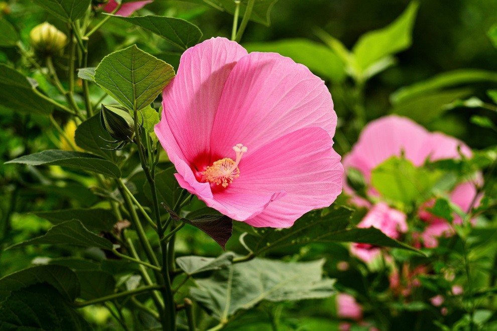2023-124一组芙蓉葵-中关村在线摄影论坛