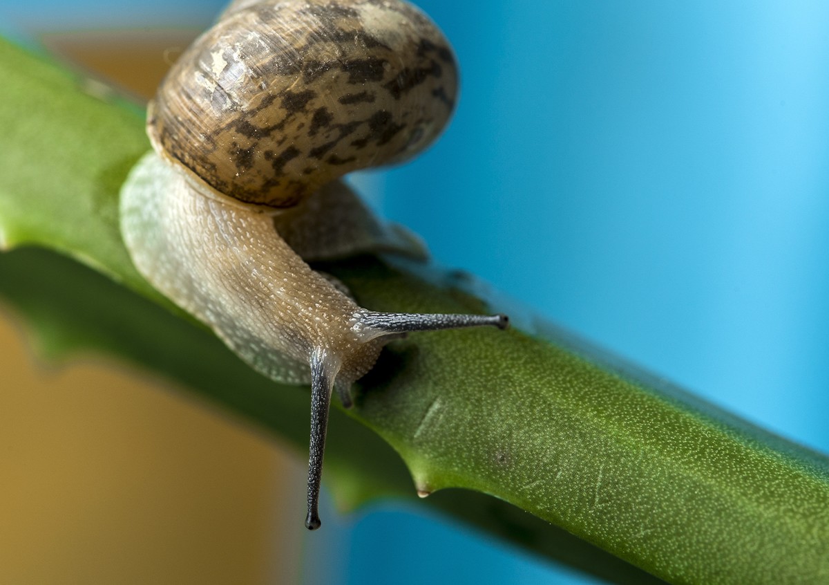 蜗牛-中关村在线摄影论坛