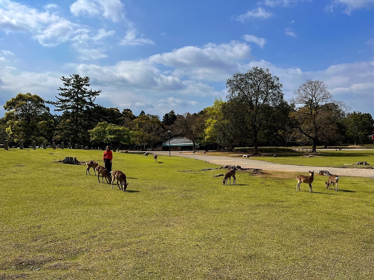 2025年第0251贴-奈良之行纪实拍（0420）-中关村在线摄影论坛