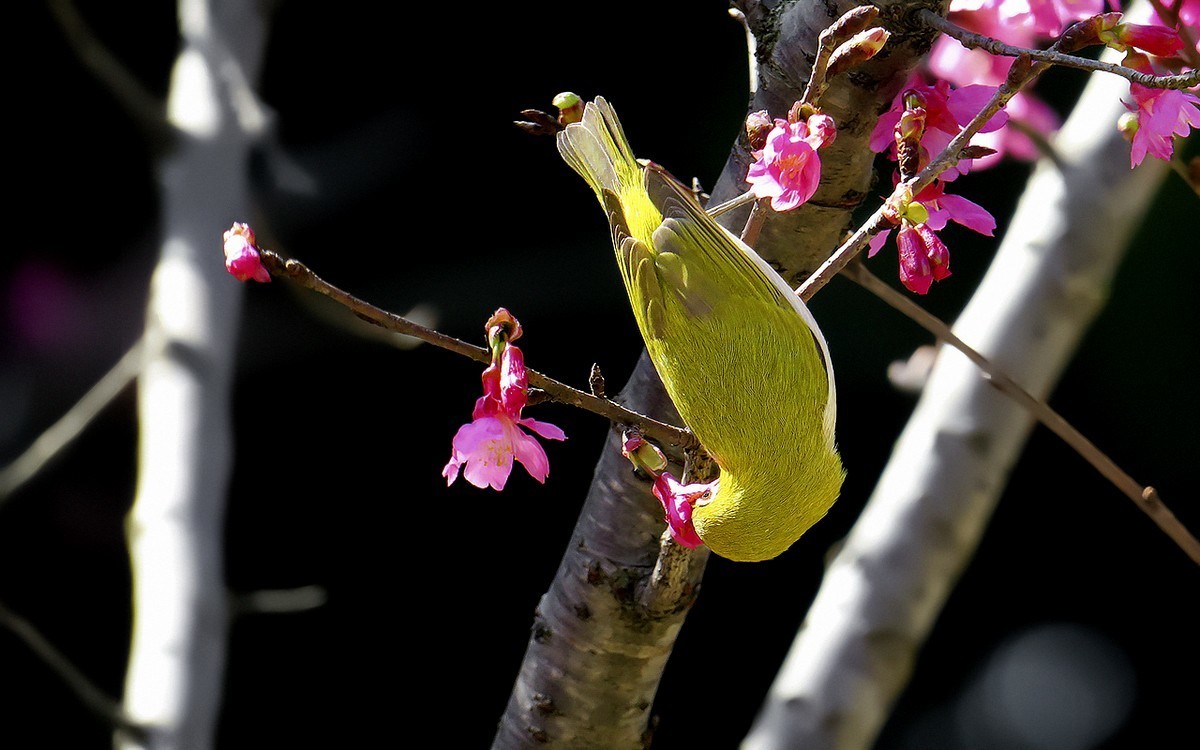 23187 ─ 樱花上的绣眼（3）-中关村在线摄影论坛