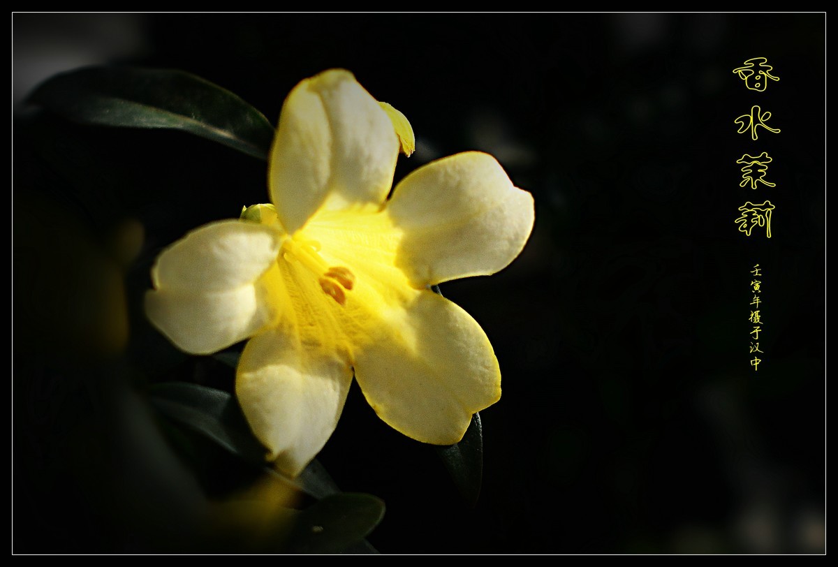 法国香水茉莉 (2022257)-中关村在线摄影论坛