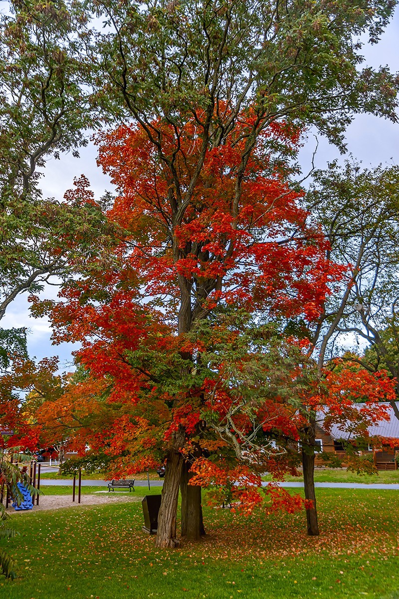加拿大、美国游记（150）：（加）安大略 · 格雷文赫斯特-中关村在线摄影论坛