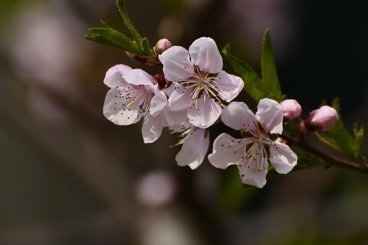 2024033 一组桃花-中关村在线摄影论坛