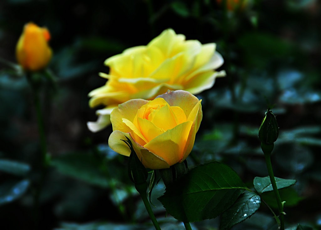 黄色月季-中关村在线摄影论坛