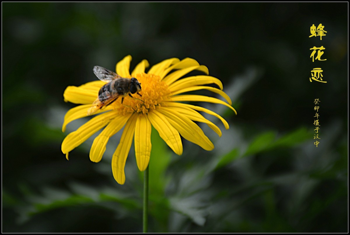 蜂花恋（2023307）-中关村在线摄影论坛