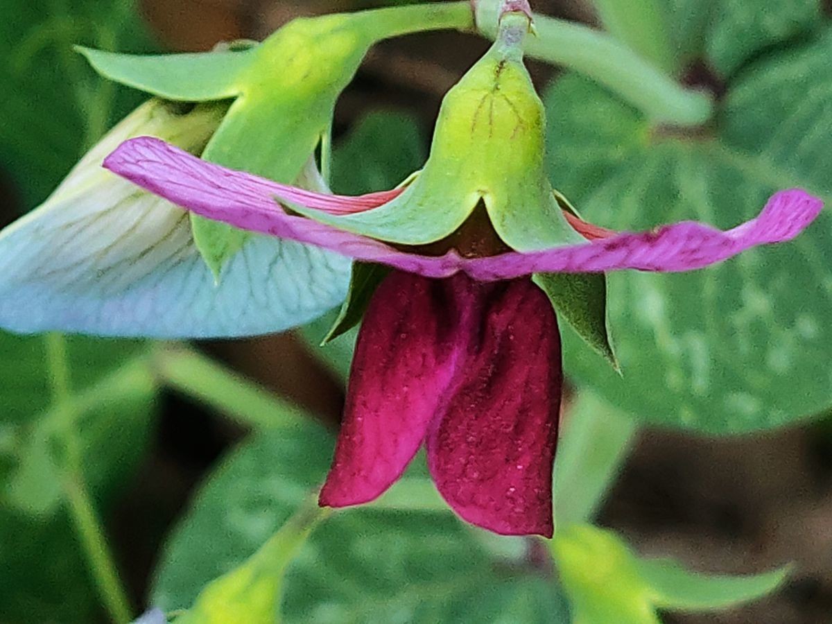 花卉系列【4096】-中关村在线摄影论坛