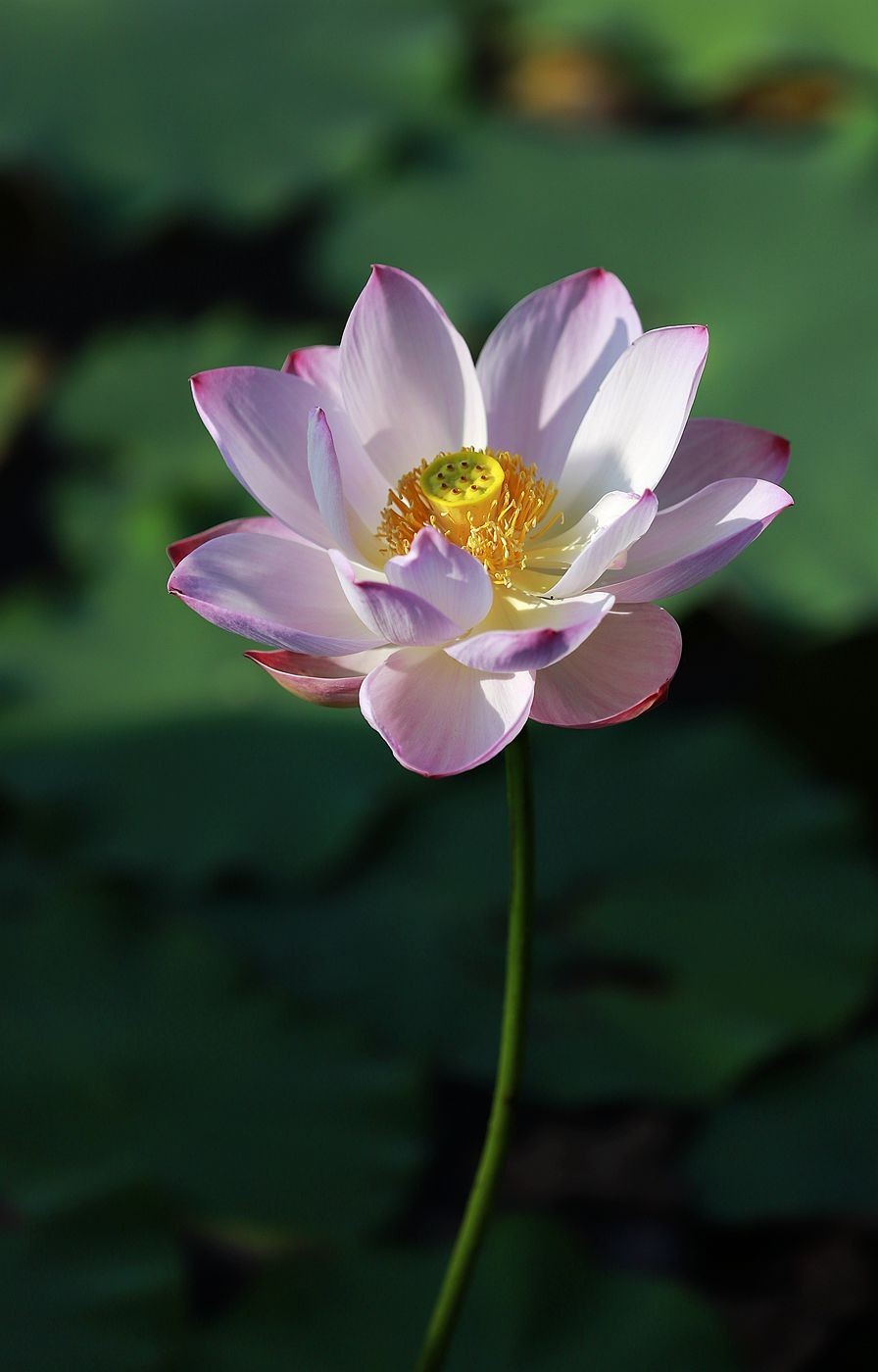 荷花 (8)-中关村在线摄影论坛