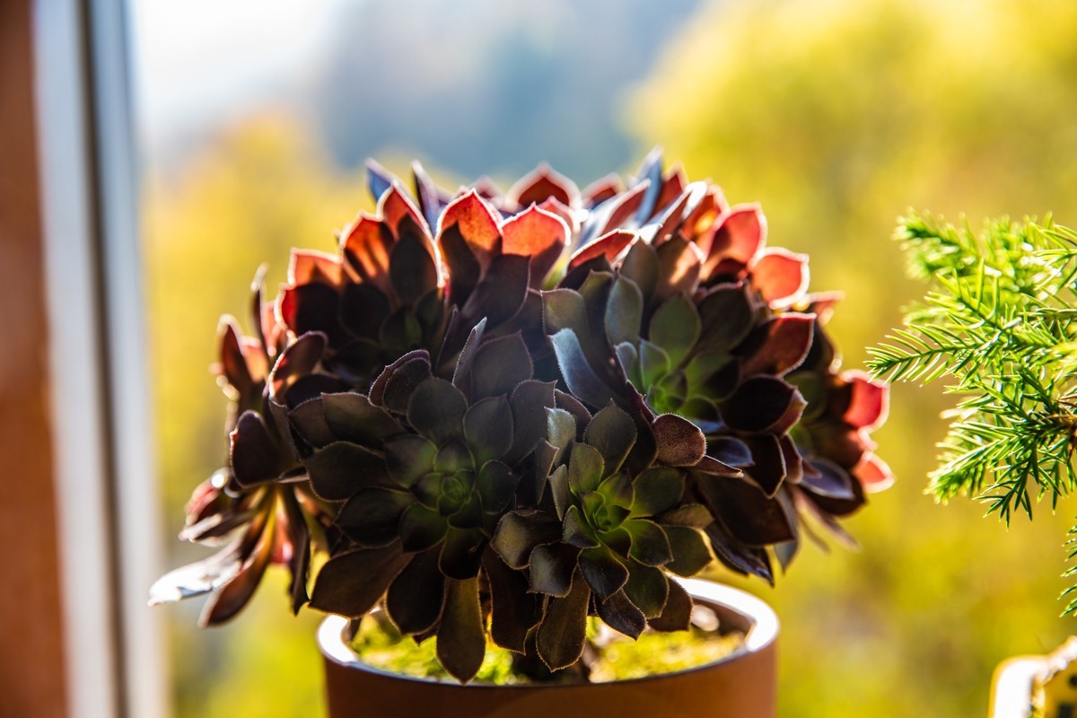 盆景摄影小品-中关村在线摄影论坛